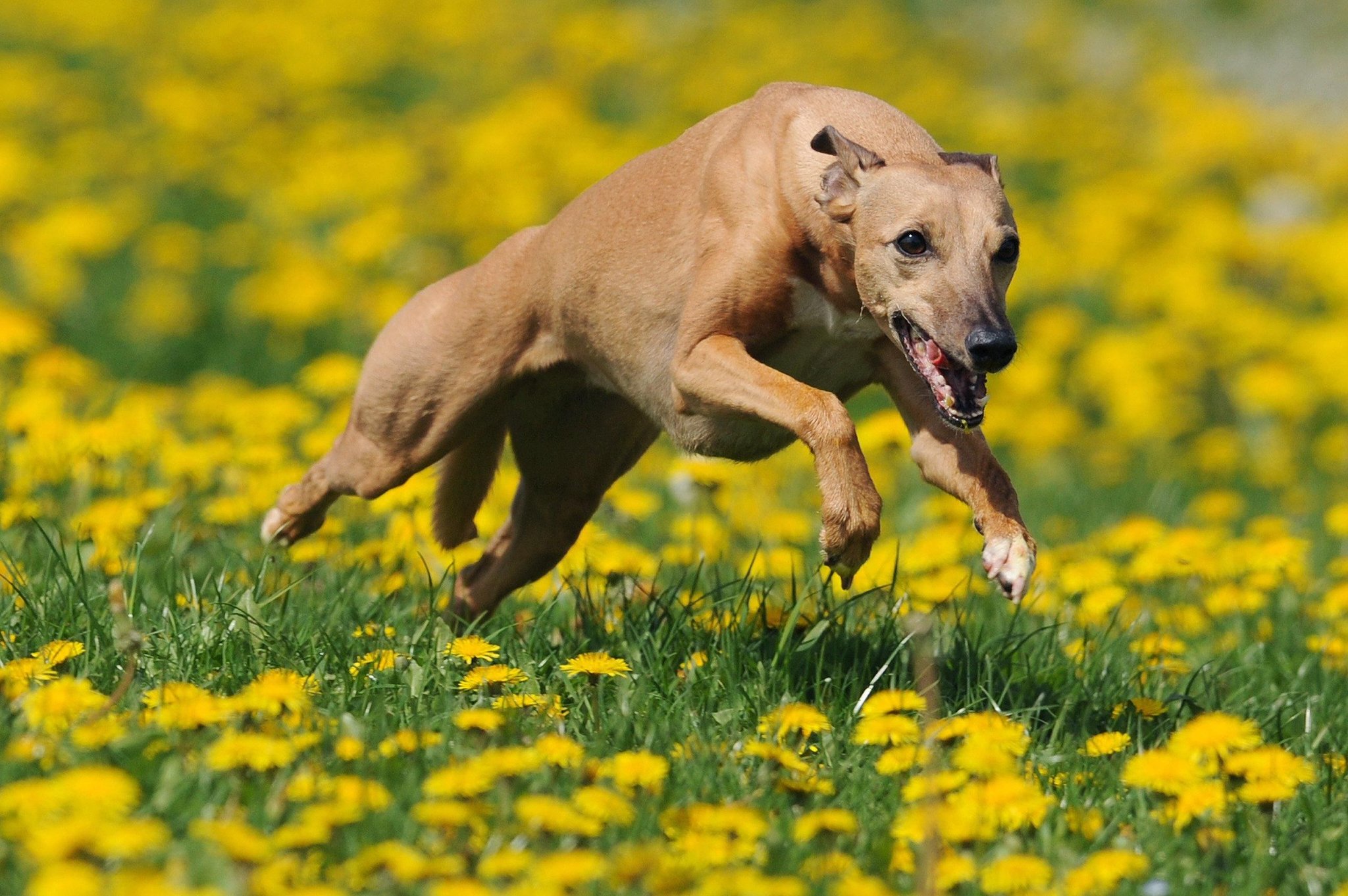 Freilaufender Hund reißt trächtiges Reh in Markdorf