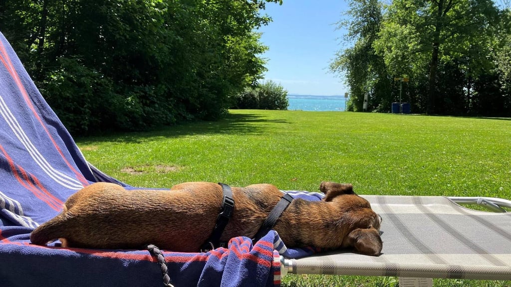 Das sind die drei schönsten Hundestrände am Bodensee