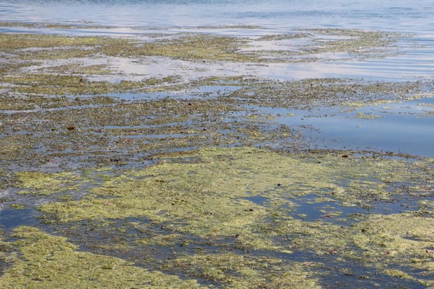 MIT BILDERN UND VIDEO: Algenteppiche am Bodensee - Wie sieht es am ...