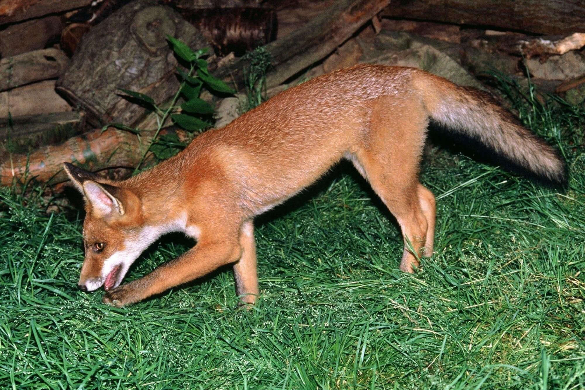 Fuchsräude im Wolfental