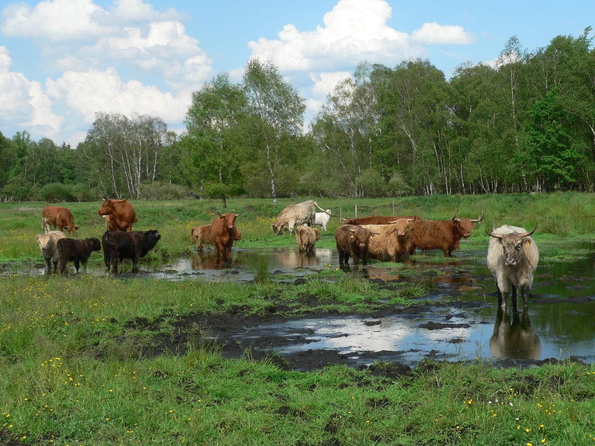 Wilde Weiden sollen der Artenvielfalt dienen
