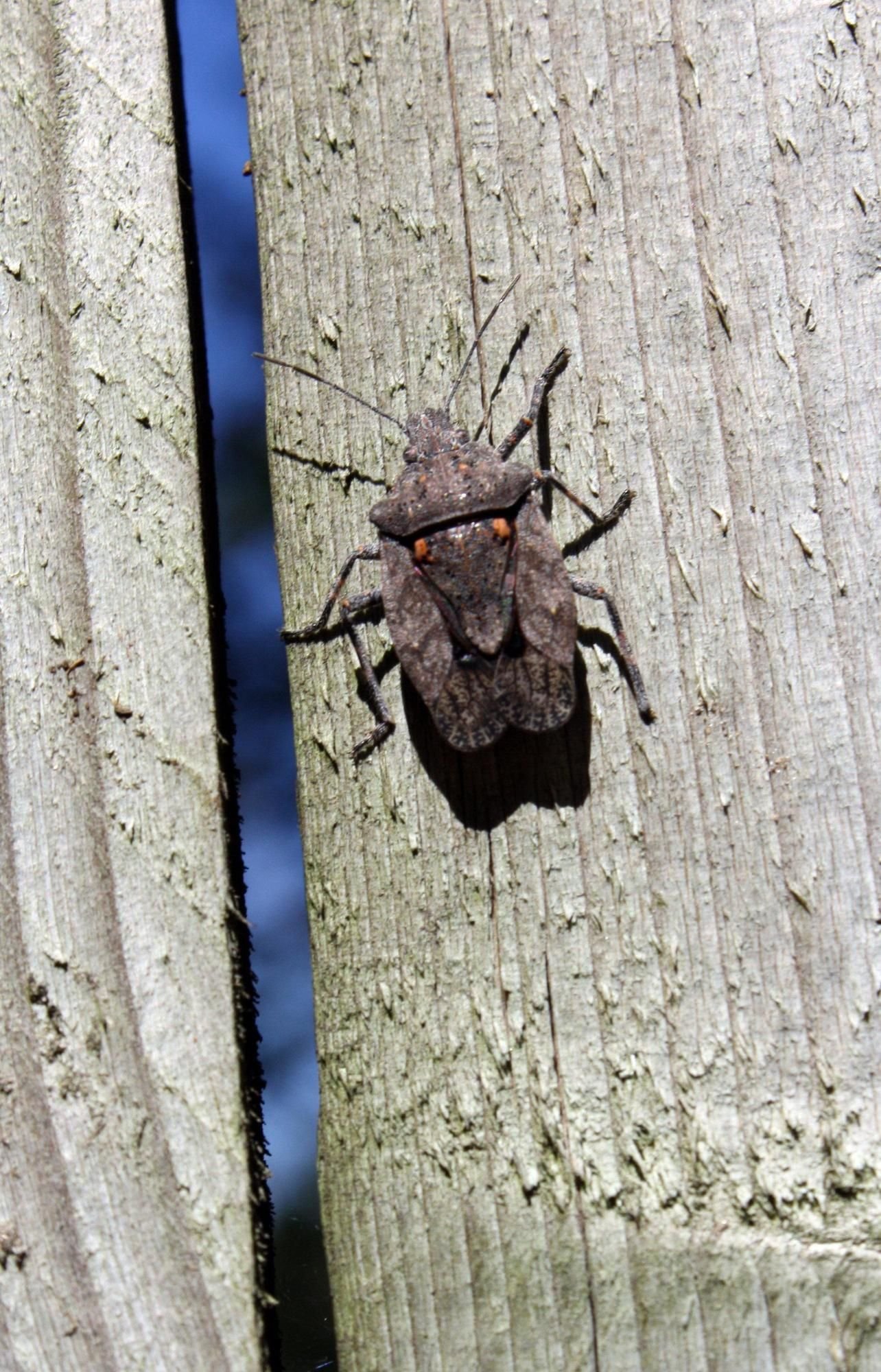 Darum vermehren sich die Stinkwanzen bei uns rapide