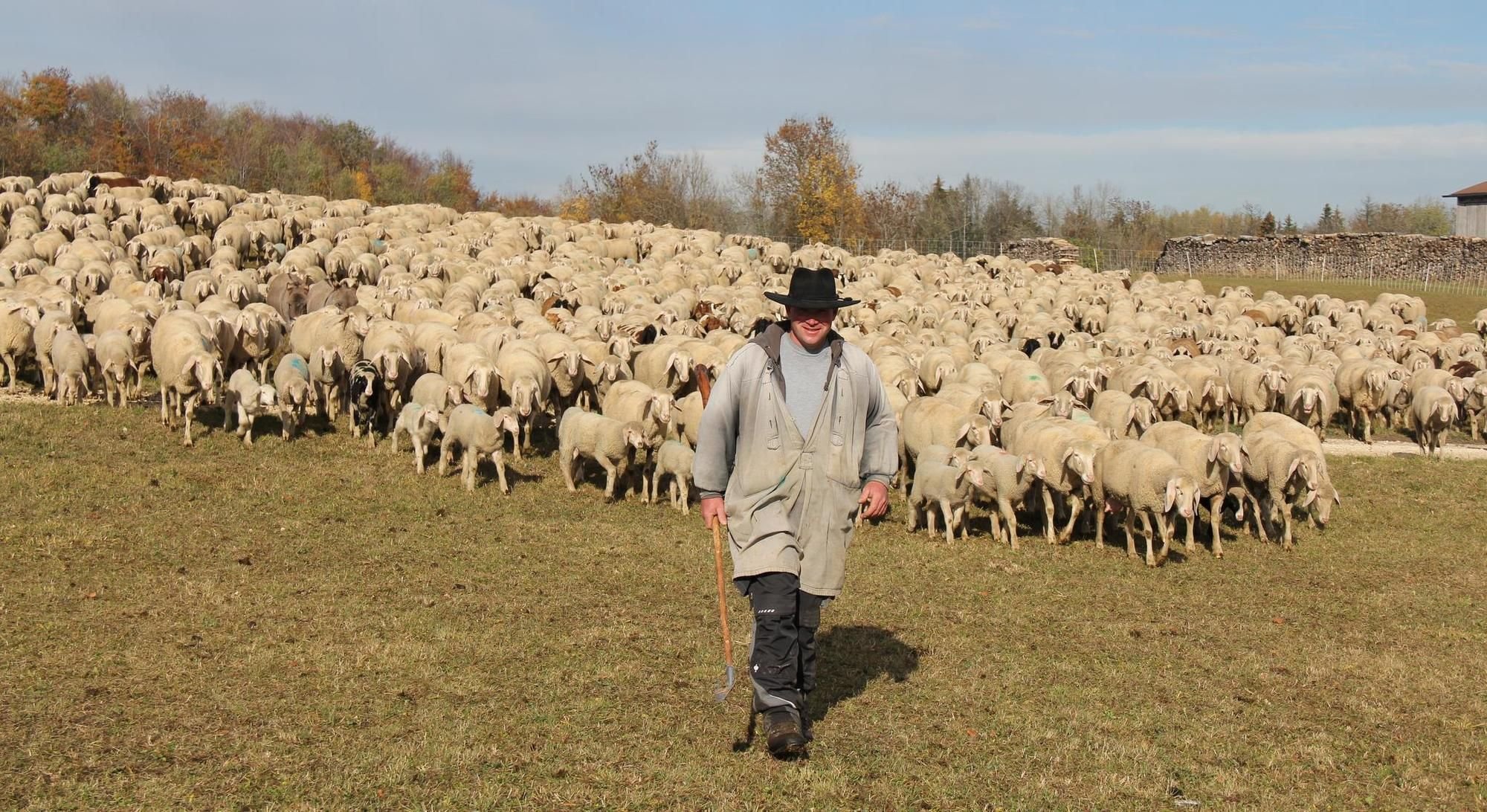 Das Blöken der Schafe ist in der Region zu hören