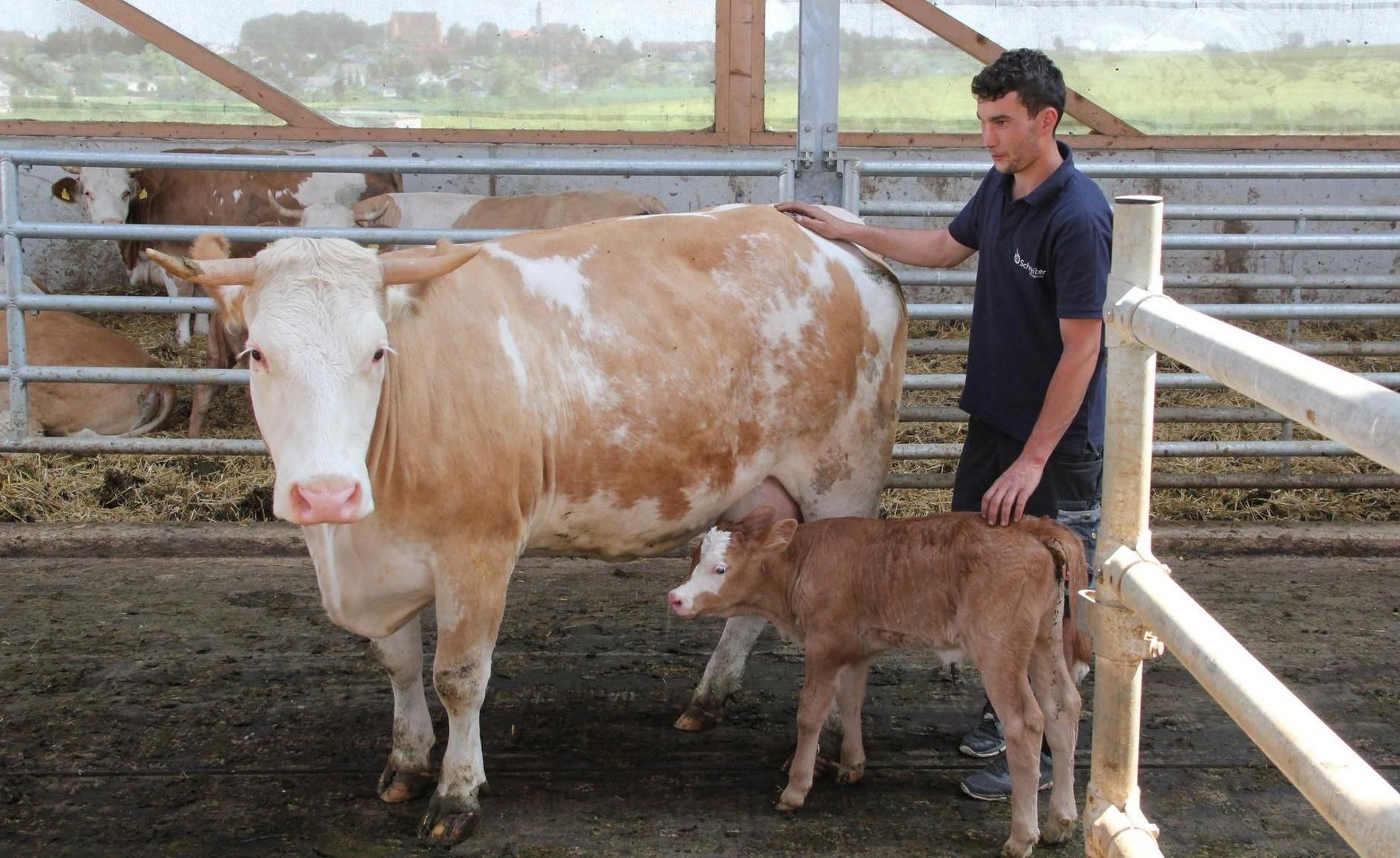 Kalb büxt kurz nach seiner Geburt aus und hält die halbe Nachbarschaft ...