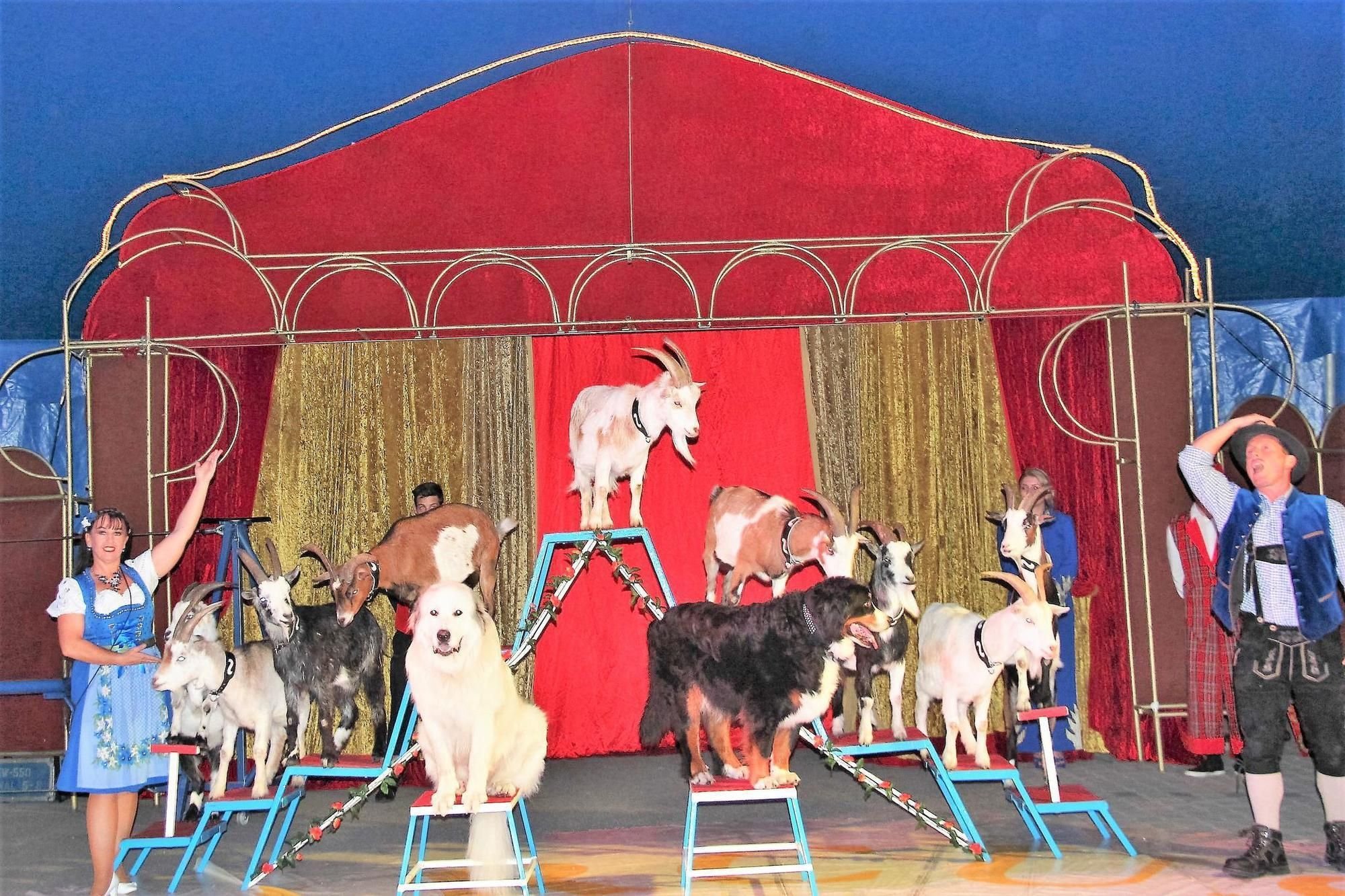 Haustiere zeigen Kunststücke beim Zirkus