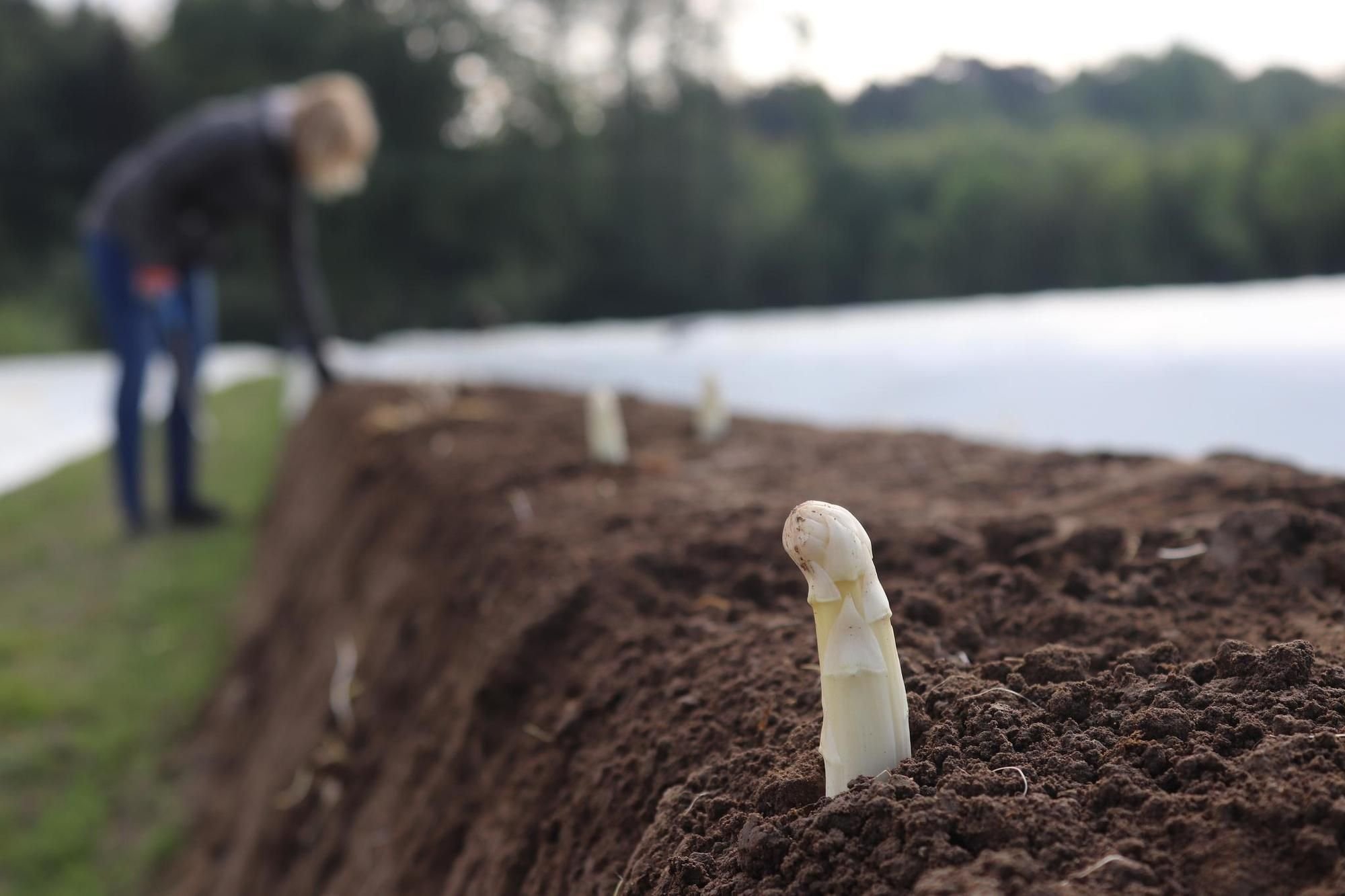 Spargel stechen – ein Knochenjob