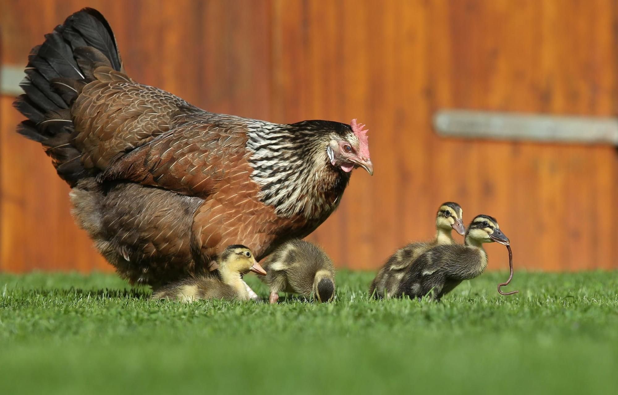 Ein Huhn mit Muttergefühlen: Emma brütet Entenküken aus