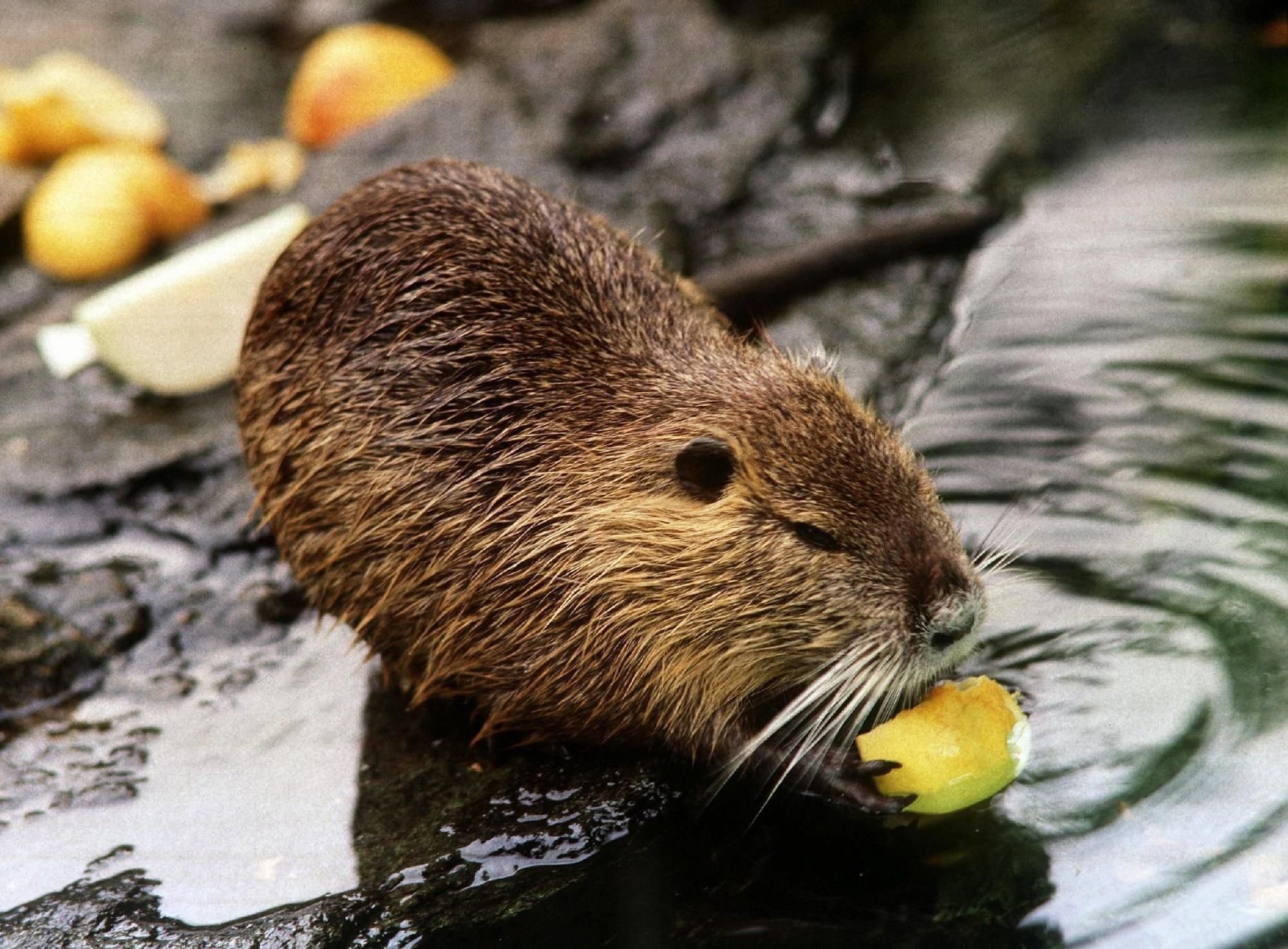 Benzenzimmern bekommt Biberlehrpfad
