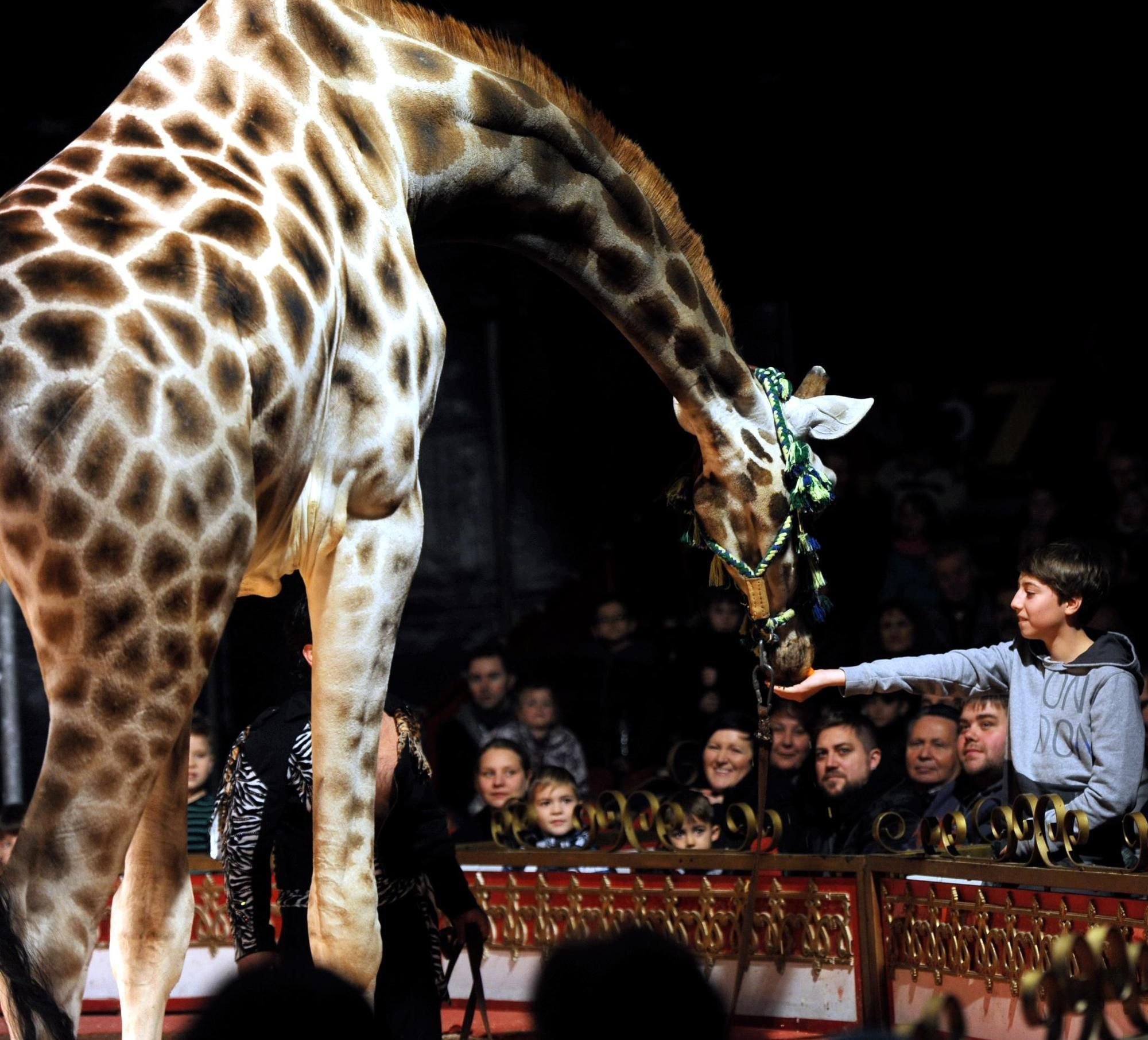 Giraffe King Konga glänzt in der Manege