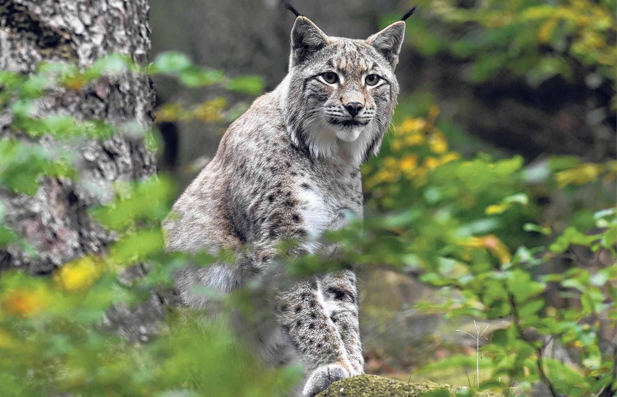 Luchs schleicht um Ulm herum