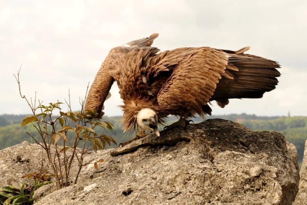 Geier kreisen wieder über Deutschland