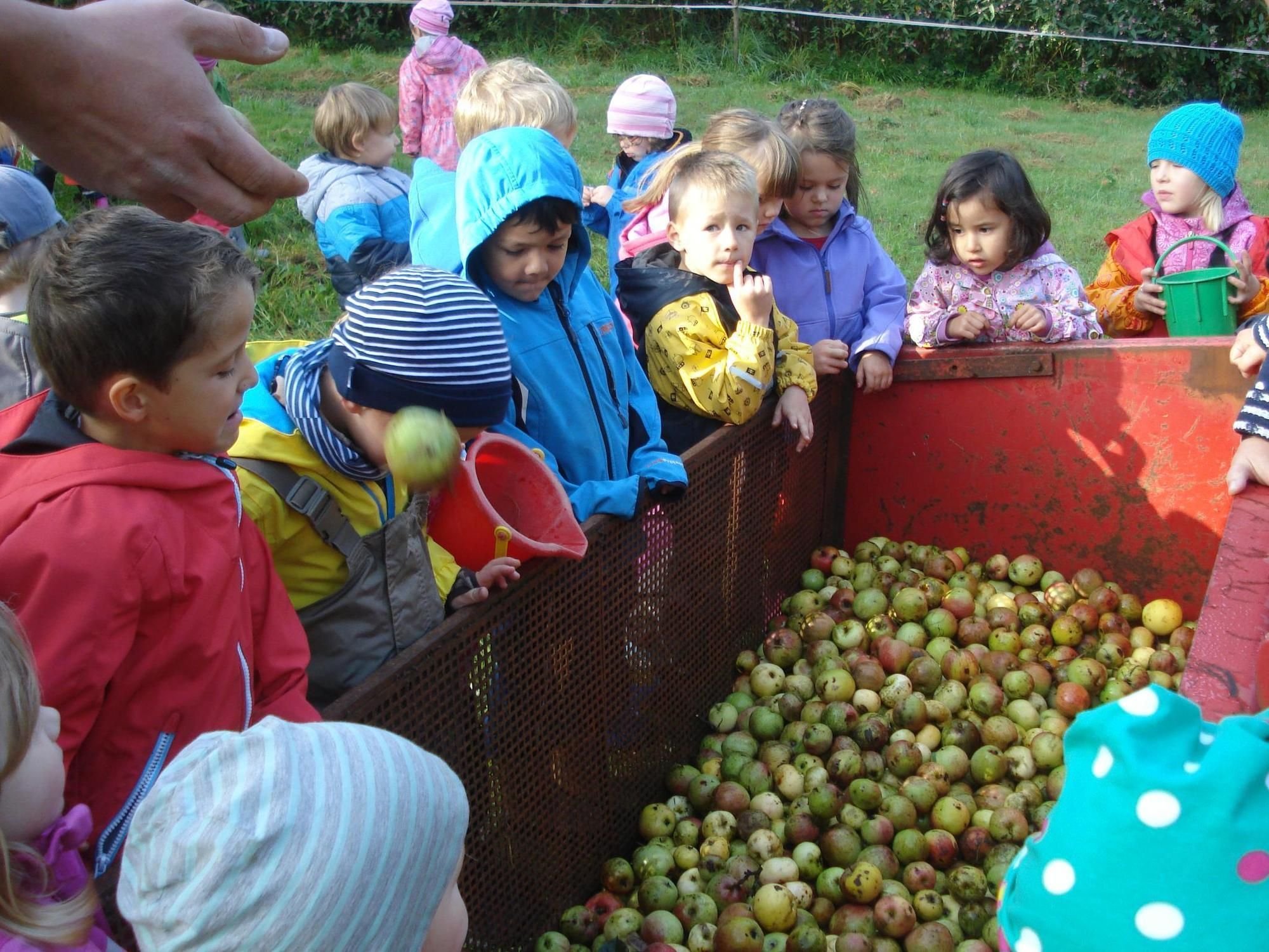 Kinder helfen bei der Apfelernte