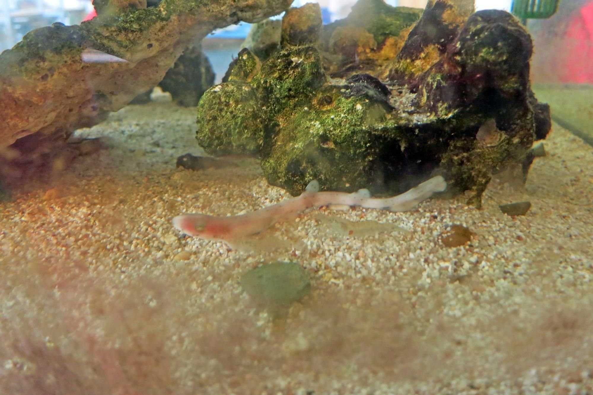 Hai-Nachwuchs in Ailingen