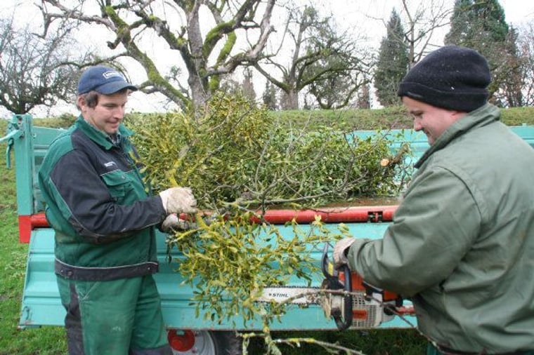 Landwirte schneiden Misteln für den Naturschutz