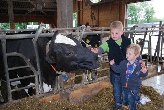 Auch viele Kühe kann man artgerecht halten