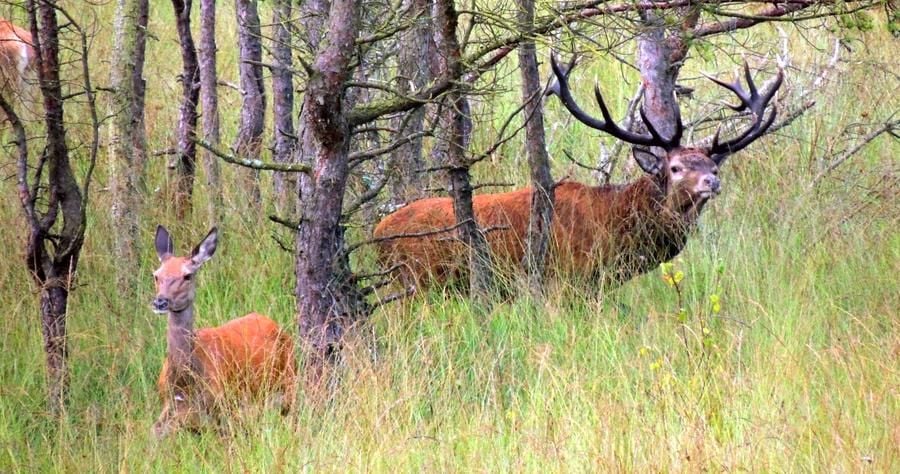 Im Herbst werden die mächtigen Hirsche im Wald sehr laut