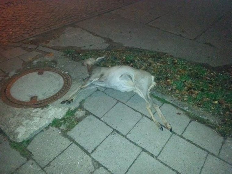 Totes Reh liegt 14 Stunden am Gehweg