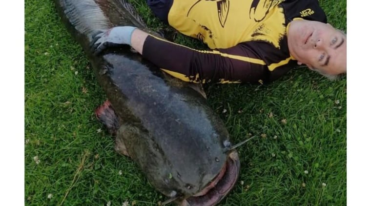 Ist das Deutschlands größter Wels?