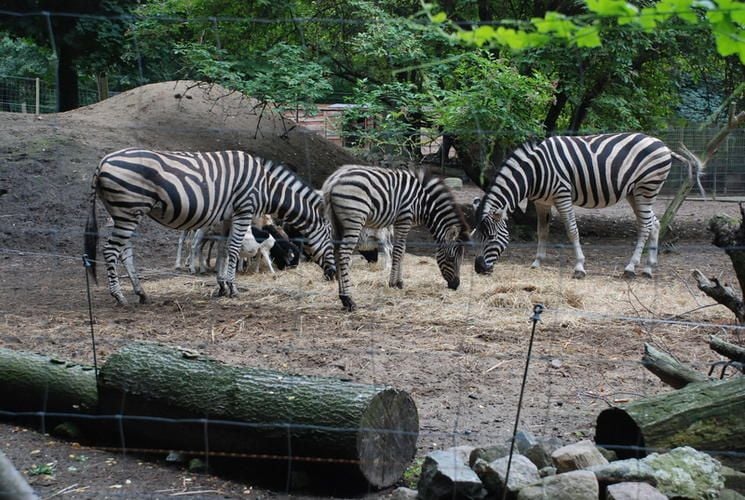 Das Zebra hat einen Namen