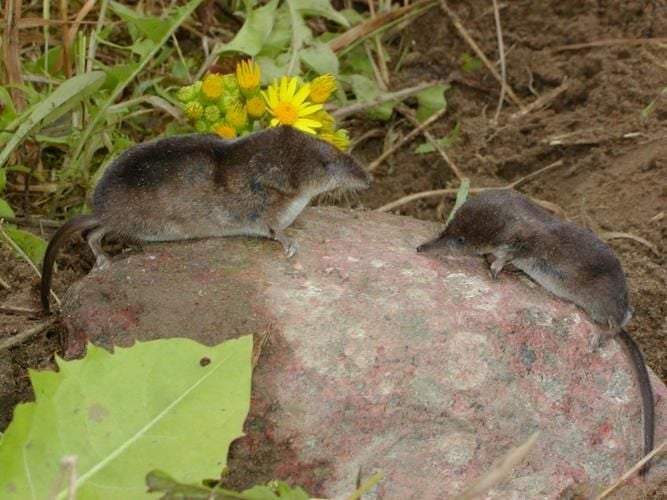 Dieses Säugetier hält zwar Rekorde, ist aber giftig