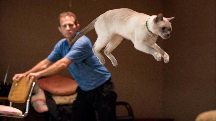 Ist das die am weitesten springende Katze der Welt?