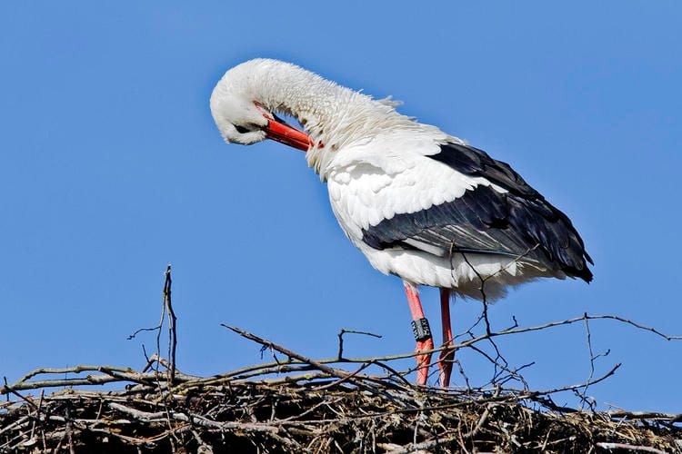 Der Storch ist da! Der Frühling auch?