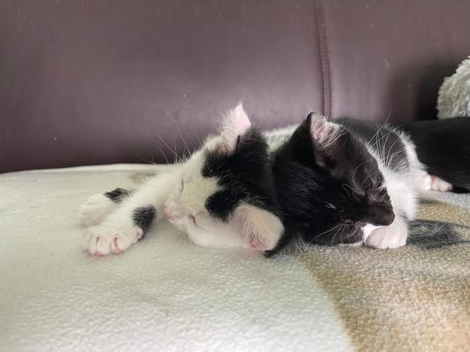 Erholung in Malchow – diese Tiere erlebten schreckliche Qualen