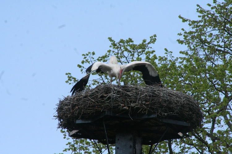 Ist es der Rabauke vom vergangenen Jahr?