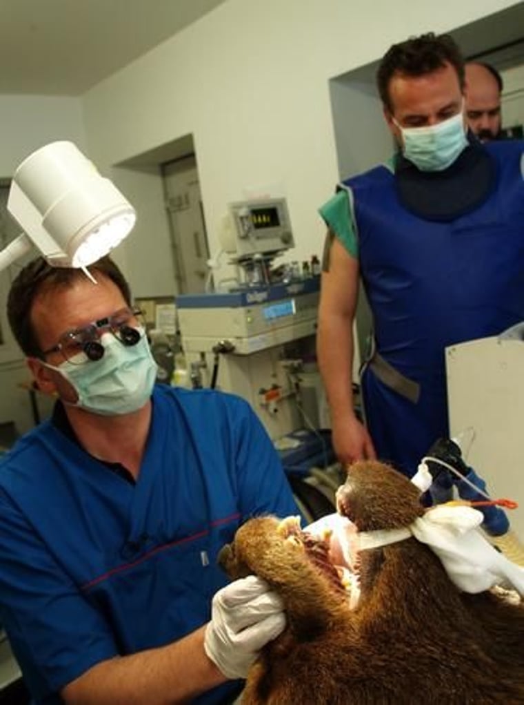 Zeig‘ die Zähne, Meister Petz!