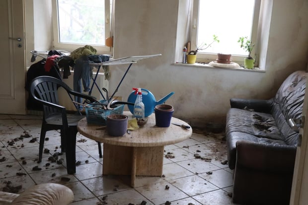 Hundekot, Schimmel und versiffte Wände: Mieter lässt Wohnung komplett ...