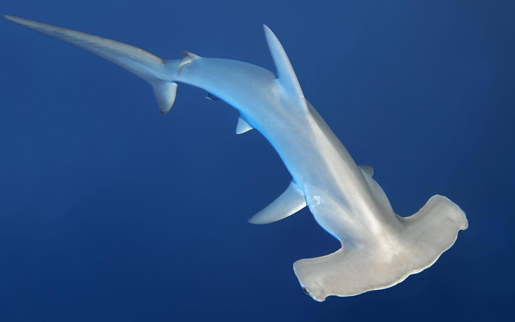 Der Haifisch, der hat Zähne