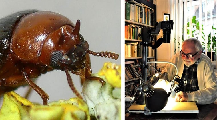 Urwald-Käfer in Mecklenburg? Feldberger findet erstmals seltene Art