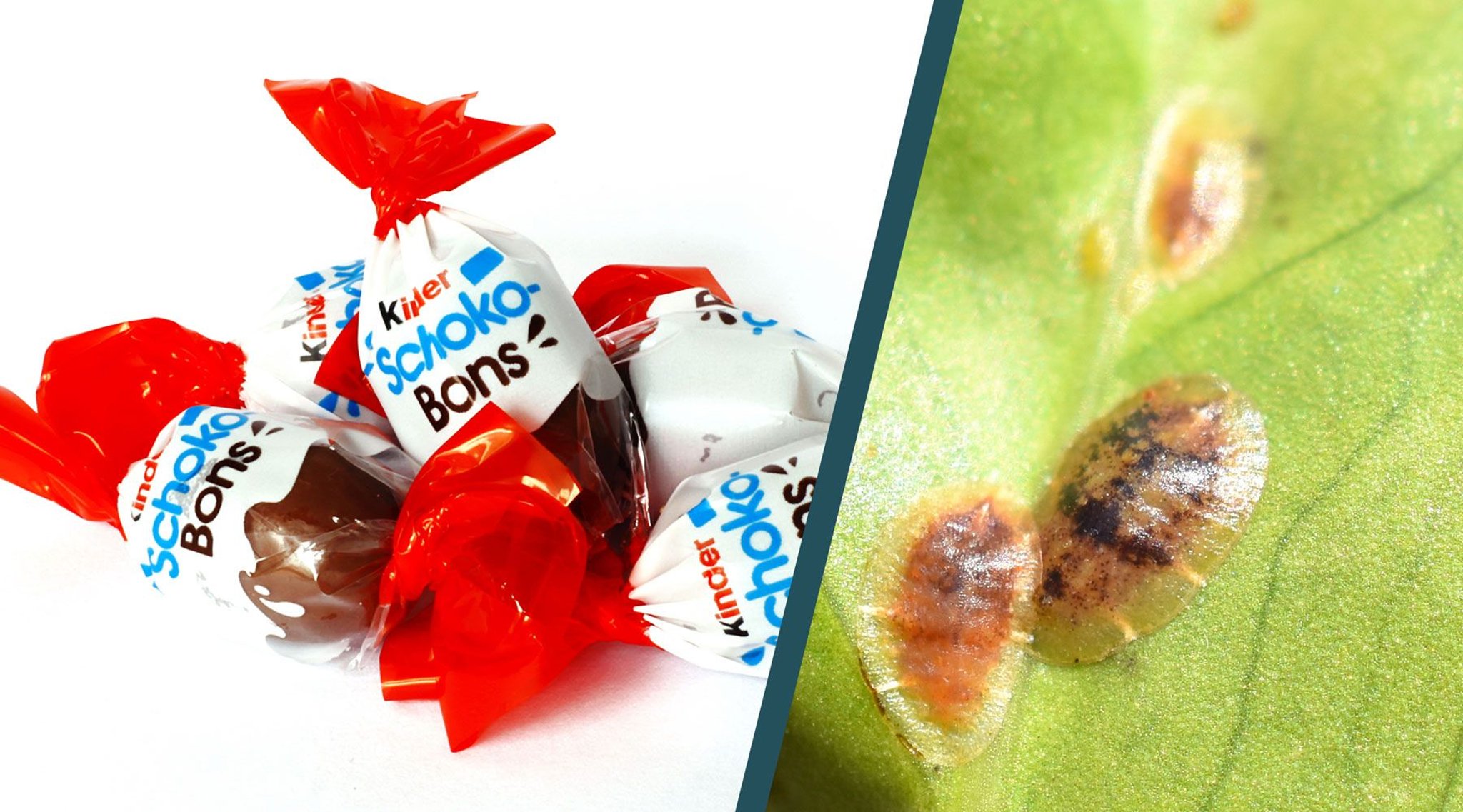 Insekten in Lebensmitteln wie Süßigkeiten und Schokolade?