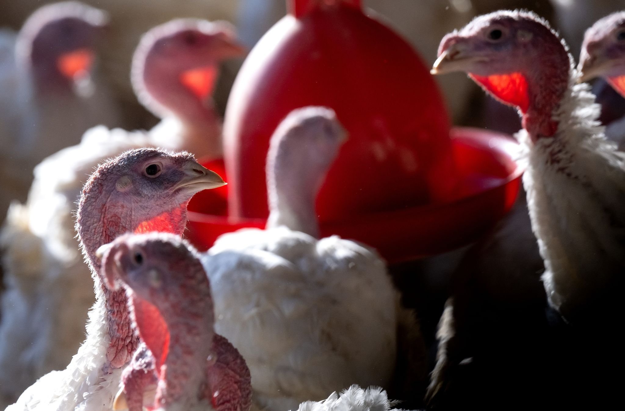 Verdacht auf Geflügelpest: 15.000 Puten werden getötet