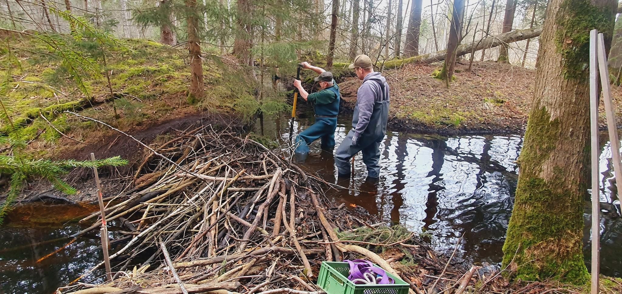 Eine Drainage für den Biberdamm im Steinacher Ried