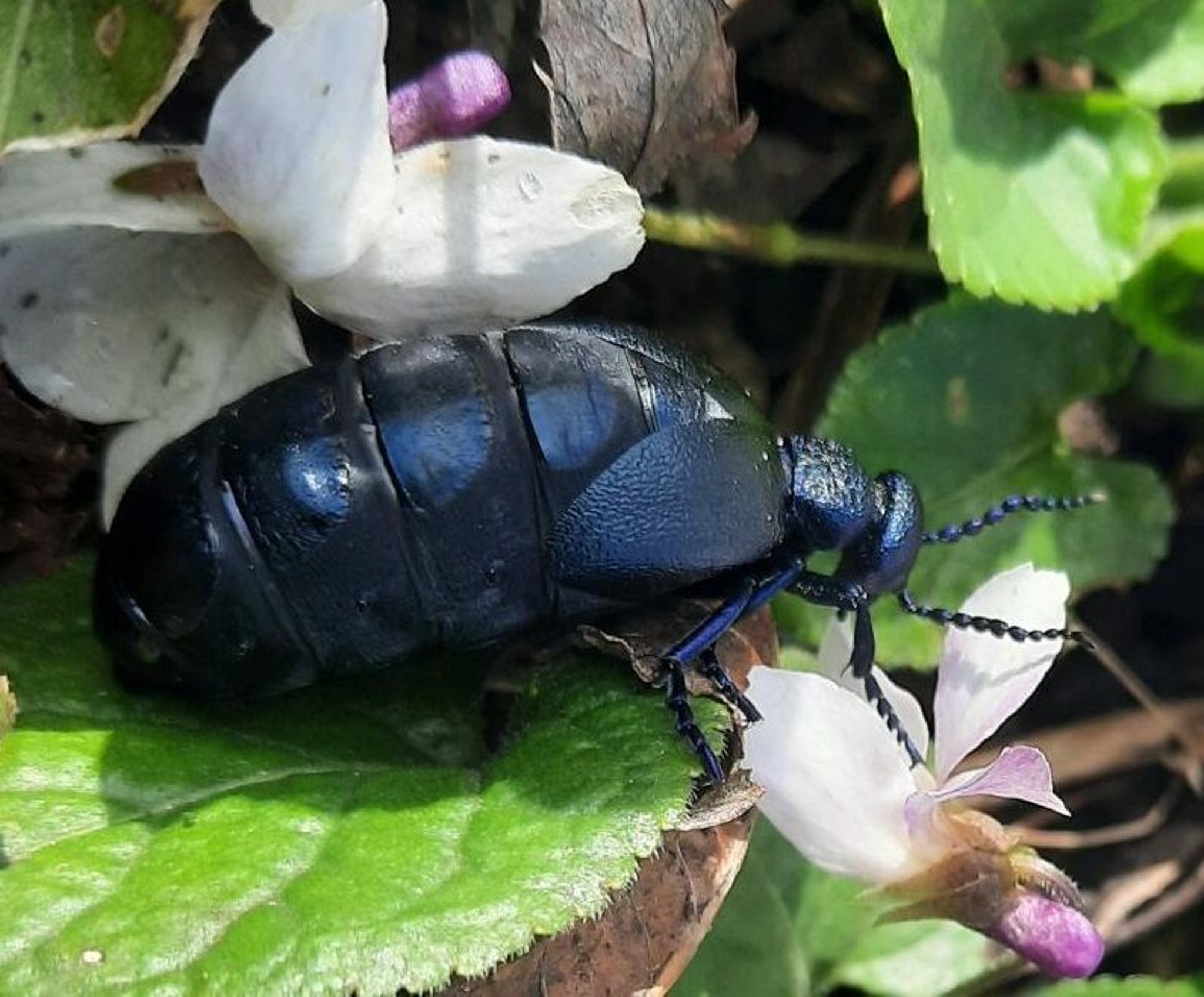 Schwarzer Gift–Käfer auch in Vorpommern unterwegs