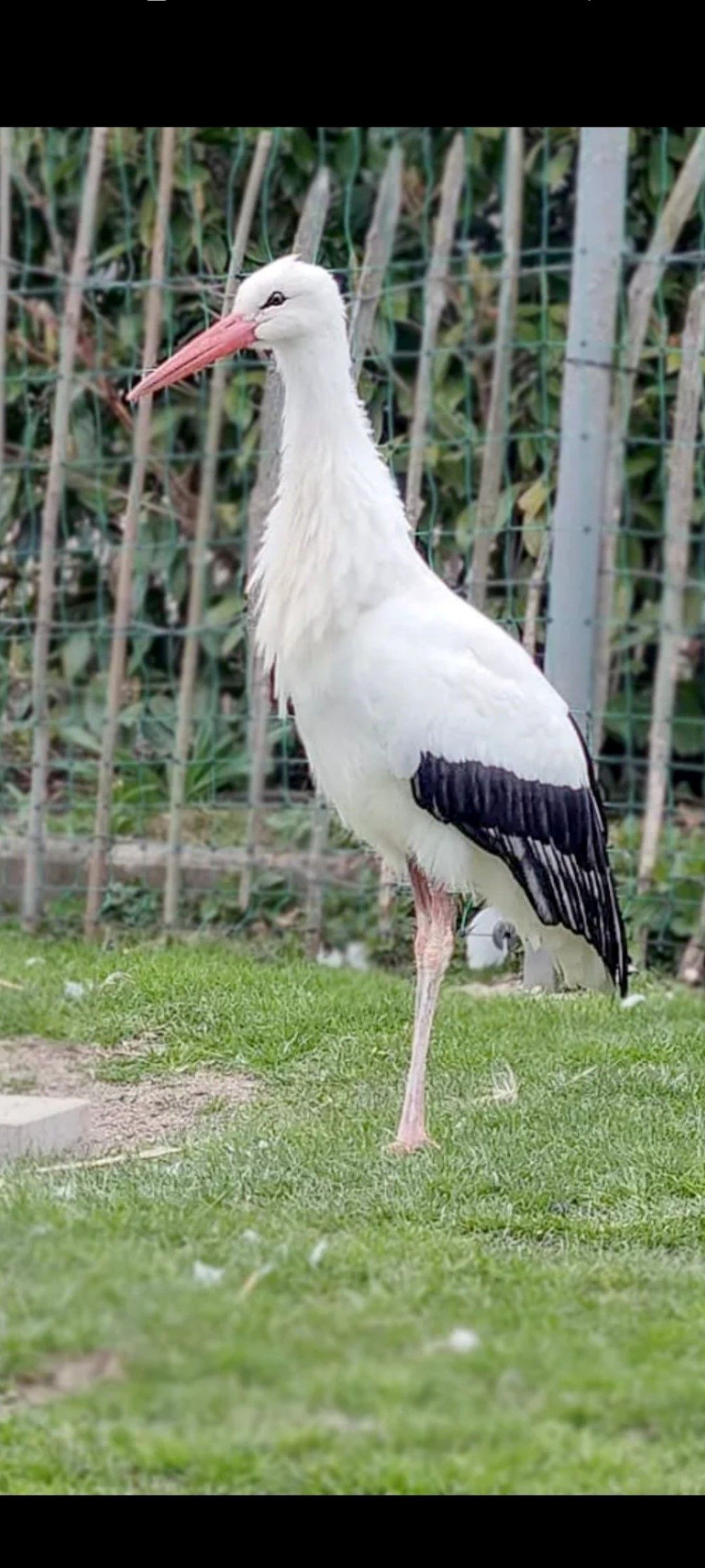 Ist der Lindauer Storch „Zalti“ zu wenig echter Storch?