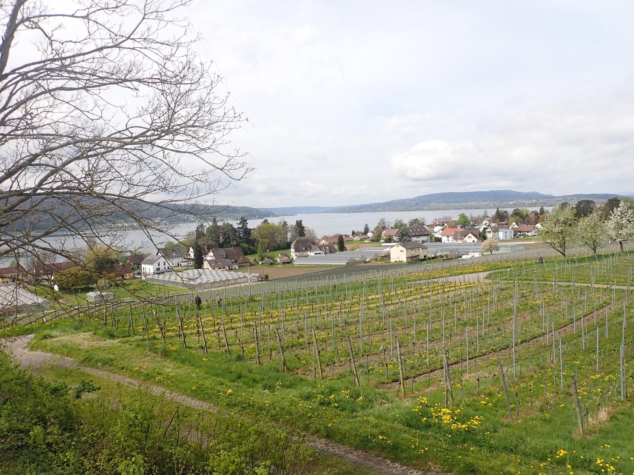 Wanderung um und auf der Gemüse– und Klosterinsel Reichenau