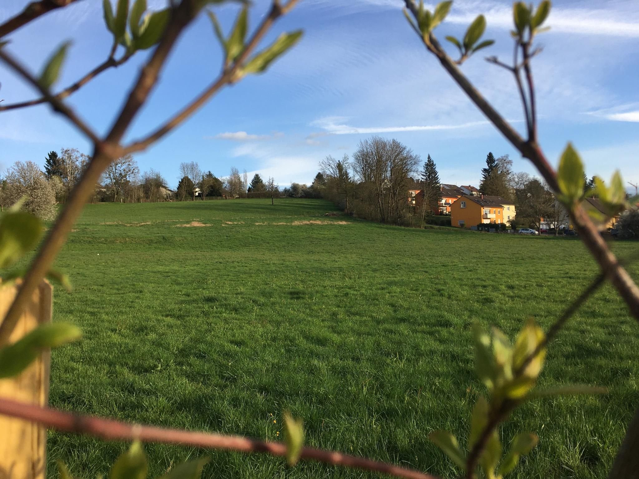 Schafswiese in Weingarten wird doch bebaut