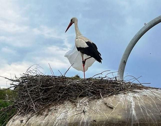 Storch verfängt sich in Plastiktüte