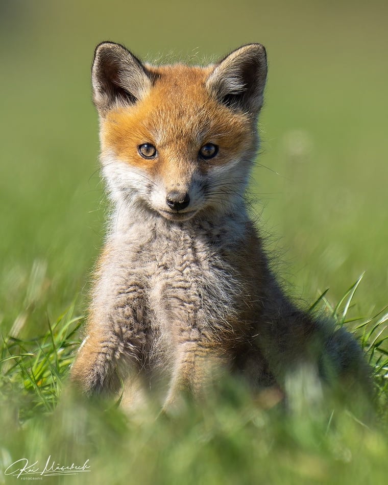 Fuchsbabys machen Naturfotografen glücklich