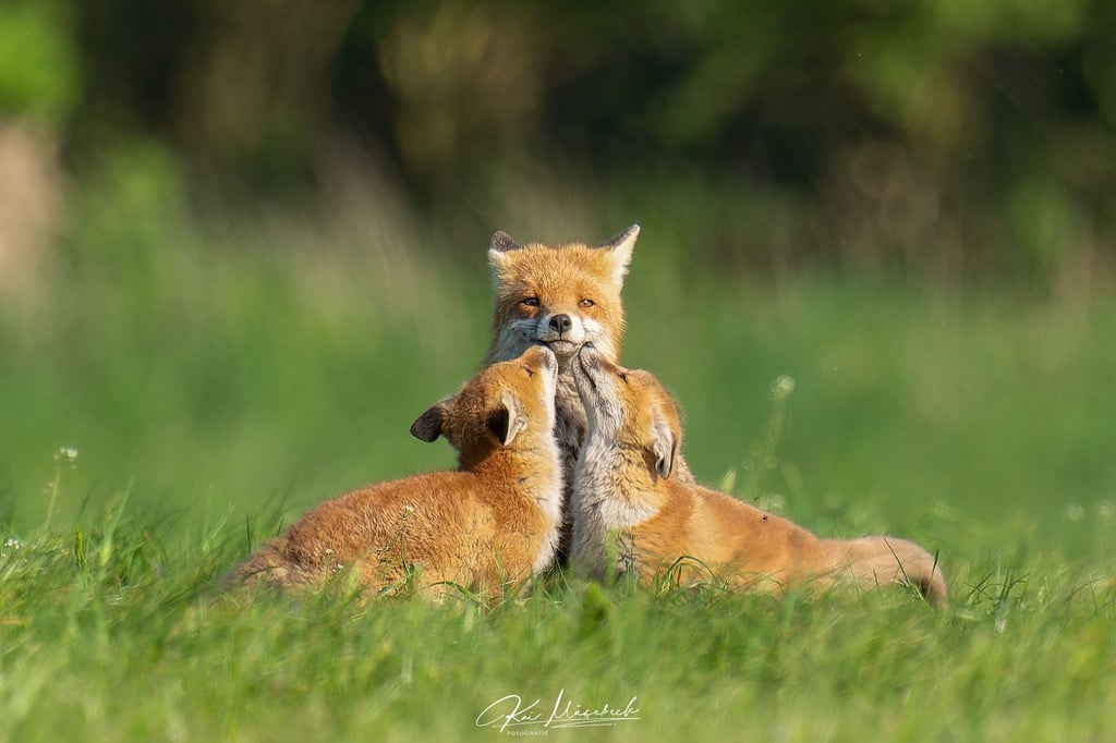 Fuchsbabys machen Naturfotografen glücklich
