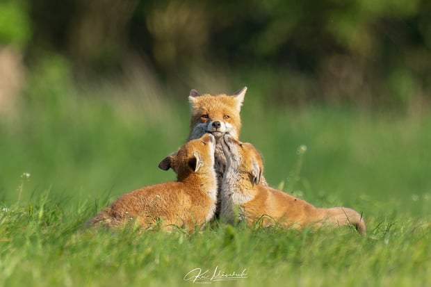 Fuchsbabys machen Naturfotografen glücklich