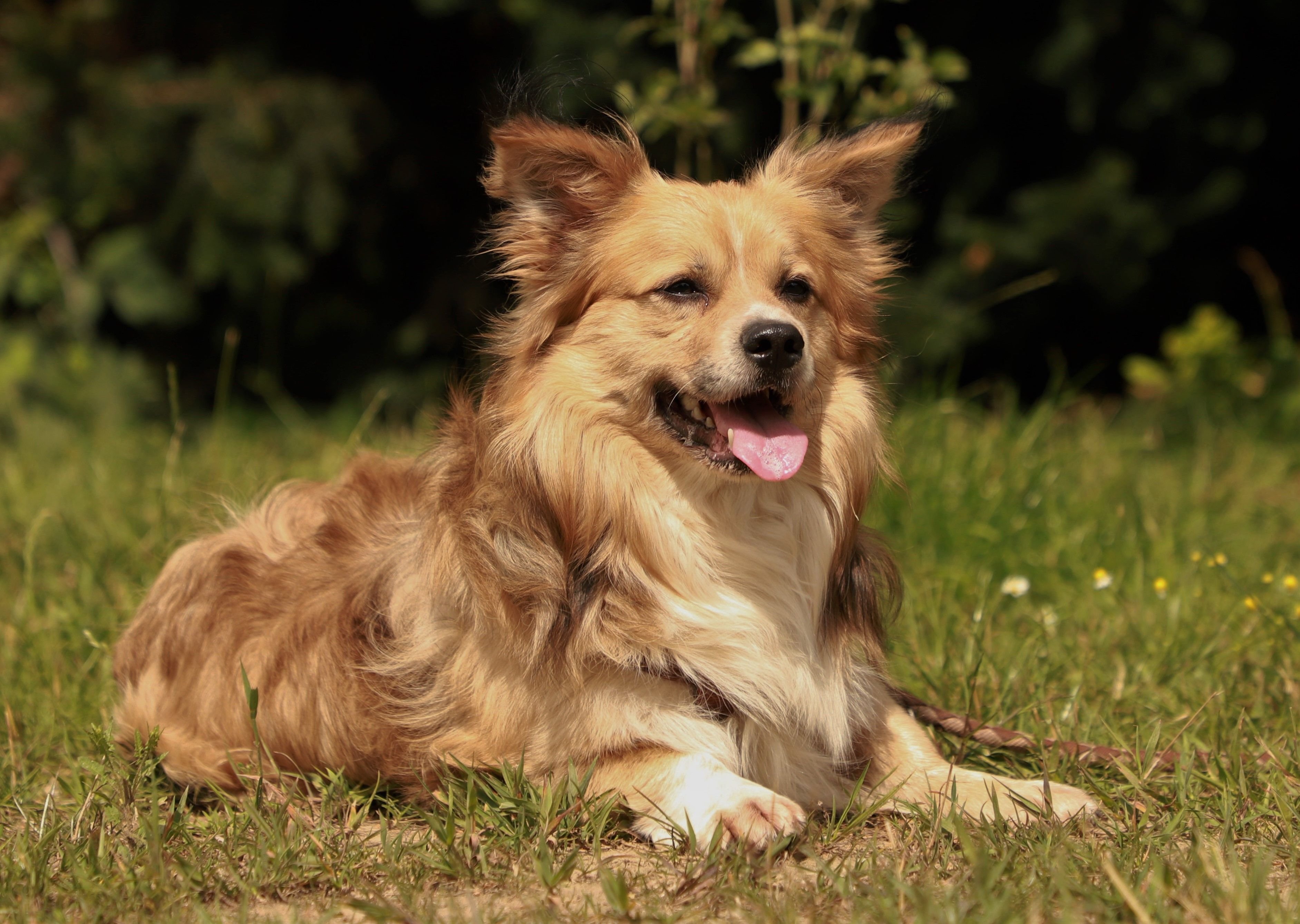 Fröhlicher kleiner Teddy braucht neues Zuhause